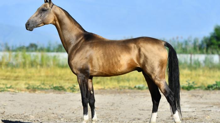 Achal Tekkiner - das edle Pferd mit dem Goldschimmer